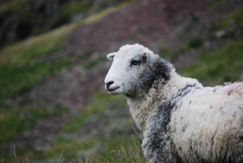 Using British Wool – Felt Fabulous